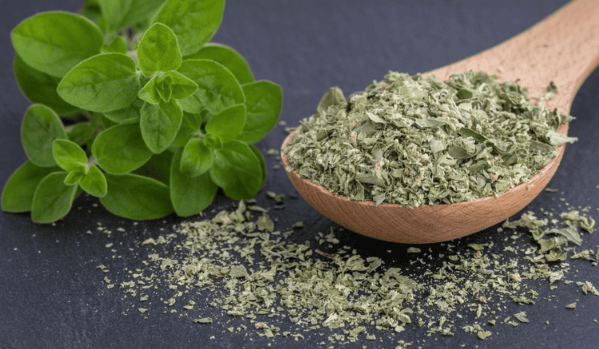 Oregano: Gezondheidsvoordelen en Gebruik van de Olie
